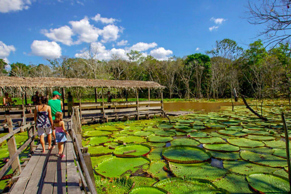 Manaus Amazon River Cruise - Best tour in the Amazon.